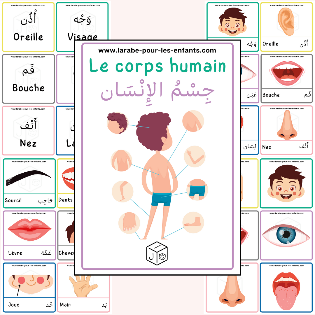 PDF-Cartes corps humain bilingues- بطاقات جسم الإنسان - L’arabe pour ...